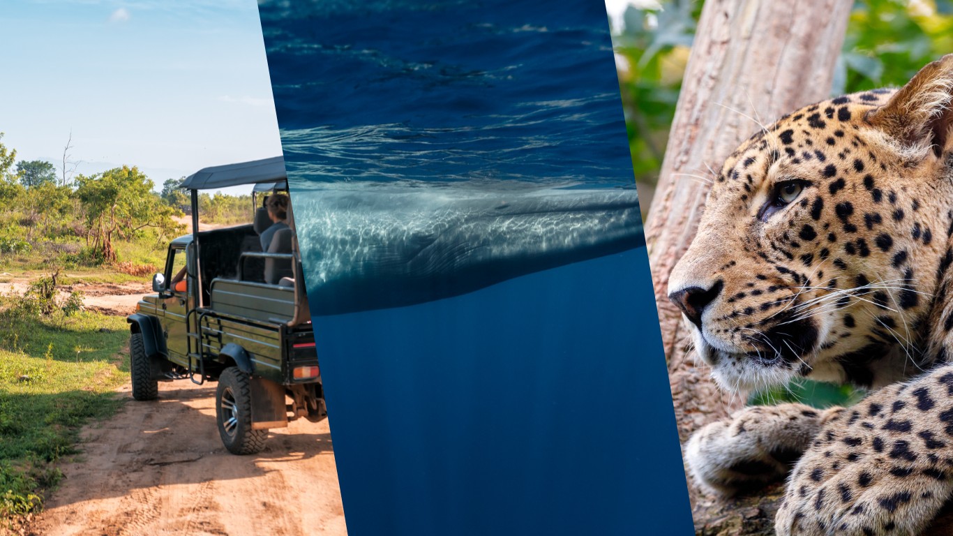 Sri Lanka Wildlife Adventures: Safaris, Marine Life & Birds
